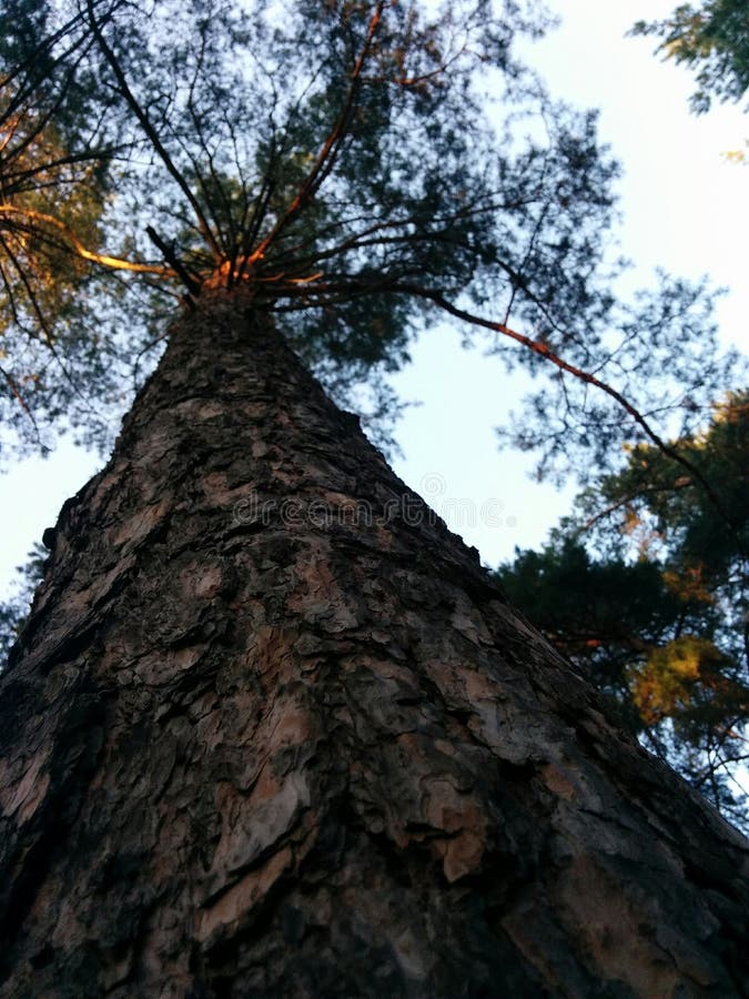Oak stock image. Image of high, forest, tree, nature - 74348503