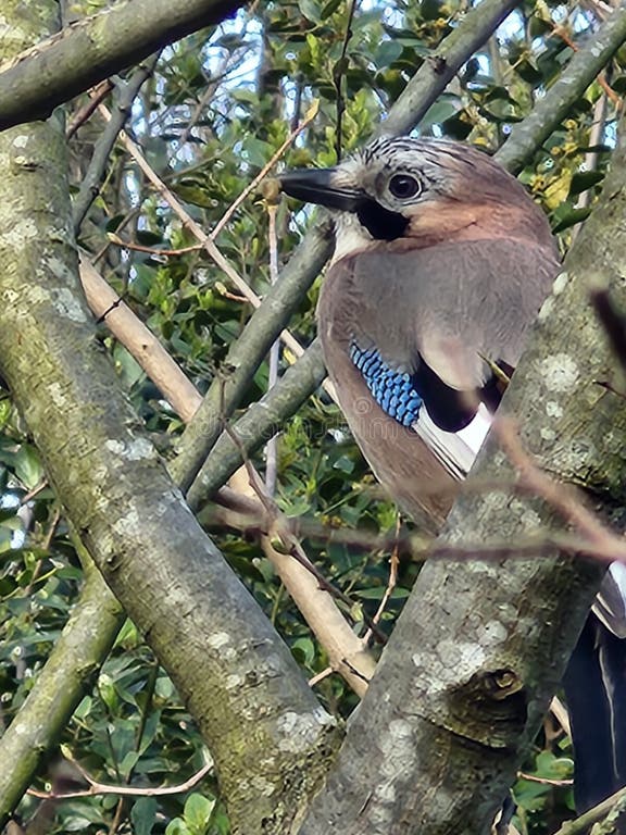 Oak Jay stock photo. Image of green, finch, jungle, woodland - 375248410