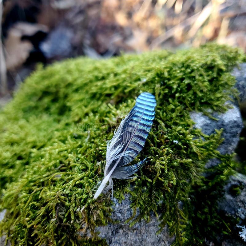 Oak jay feather on moss stock photo. Image of geai, green - 305565282