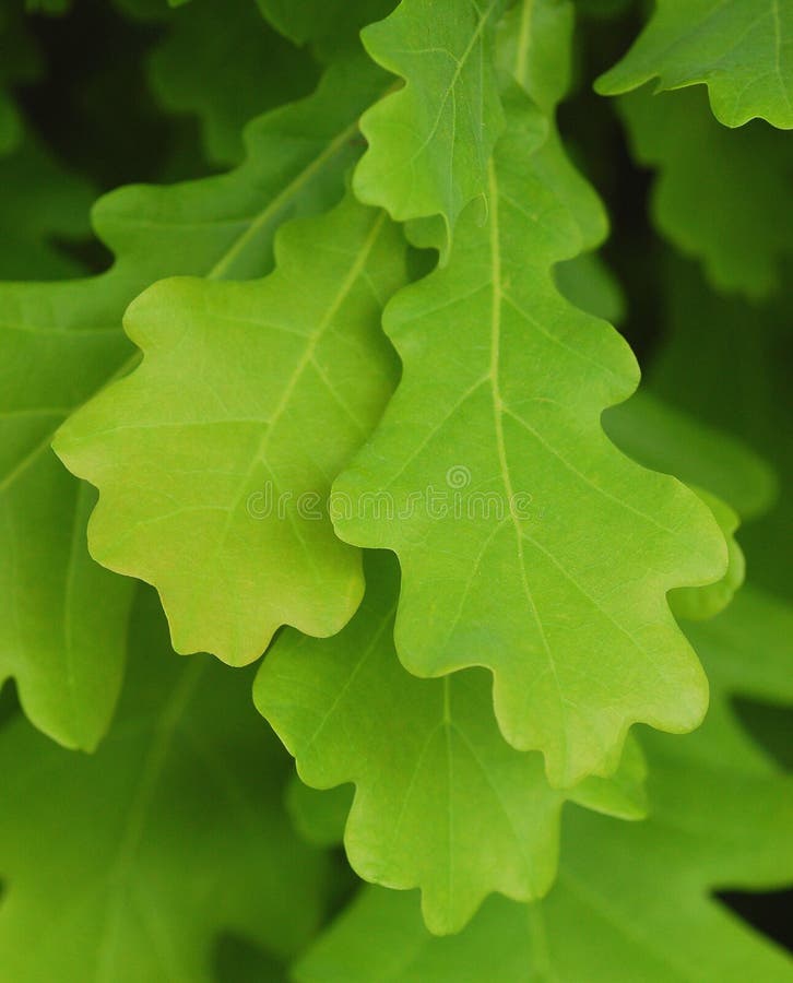 Oak leaf stock image. Image of closeup, summer, wood, tree - 5620379