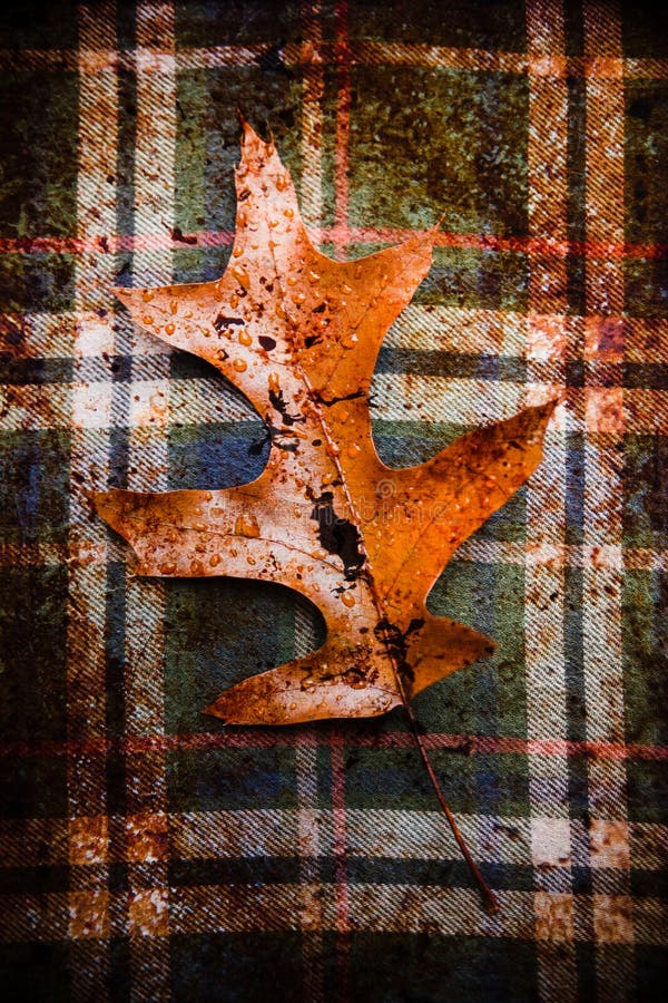 Oak Leaf on Autumn Flannel stock photo. Image of texture - 130884538