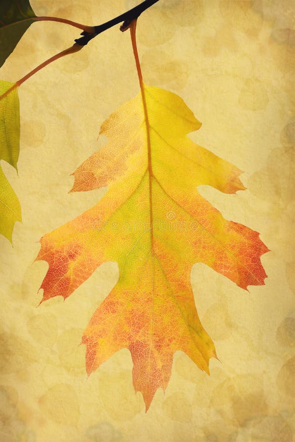 1,146 Muted Leaves Background Stock Photos - Free & Royalty-Free Stock ...