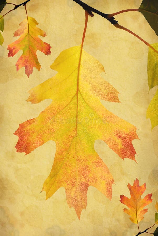 Oak Leaf Background stock photo. Image of autumn, textured - 7077340
