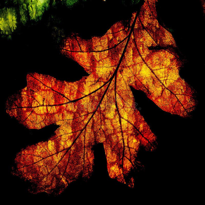 Oak Leaf stock image. Image of autumn, seasonal, aesthetic - 100009875