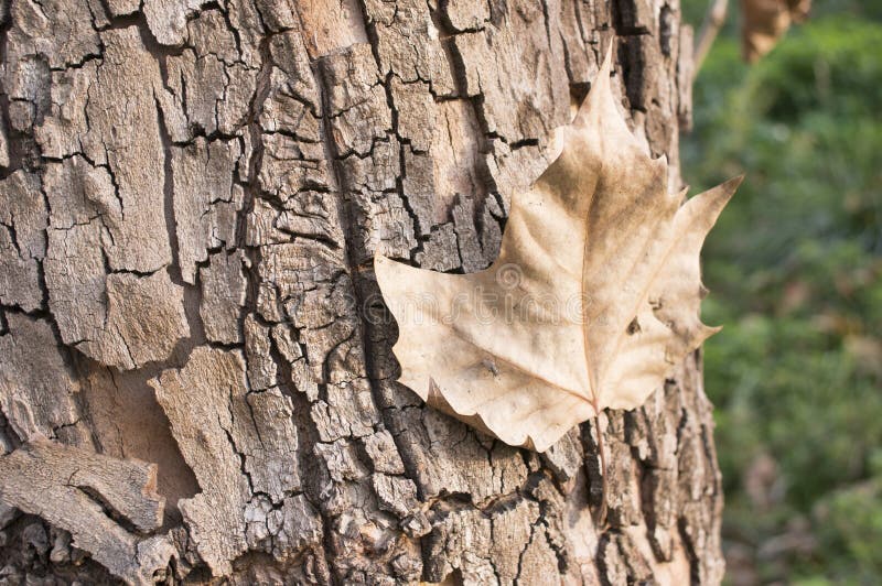 Oak leaf on bark of tree stock photo. Image of vertical - 49737128