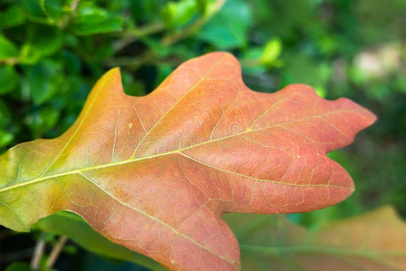 Oak Leaf stock photo. Image of leaves, floral, detail - 150158258
