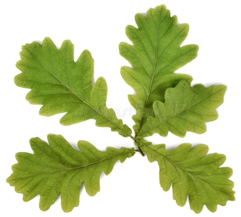 Oak leaf branch shade stock image. Image of shape, single - 209473939