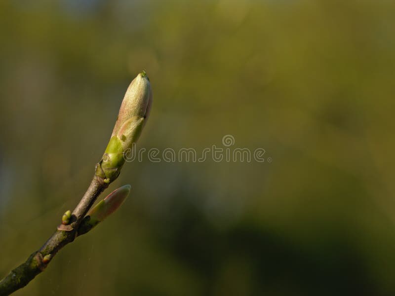 Oak Leaf Bud, Selective Focus Stock Image - Image of focus, backdrop ...