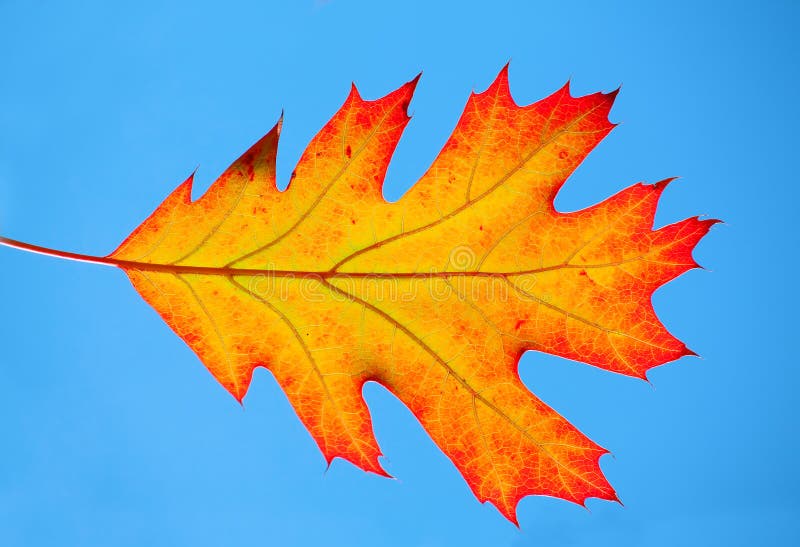Fall in Love Photo Metaphor with Maple Leaf Stock Photo - Image of ...
