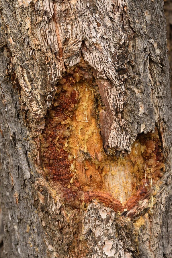 Oak leaf damage on a pine stock photo. Image of aborial - 187683310