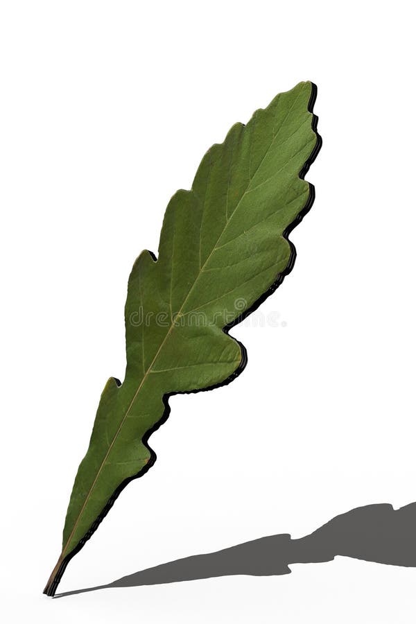 Oak leaf stock image. Image of flora, environment, vegetation - 132783735