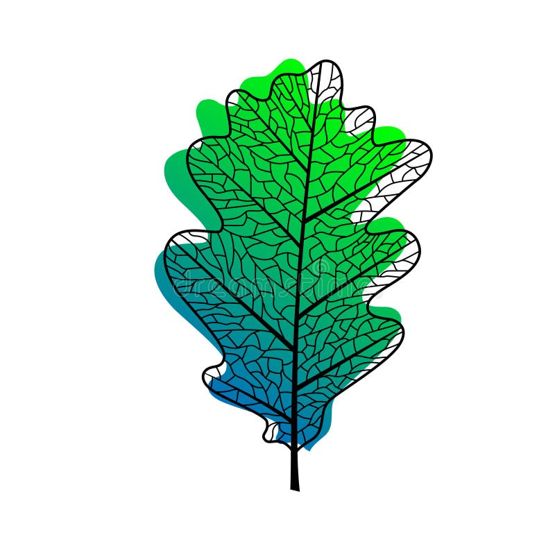 Oak leaf. Emblem. stock illustration. Illustration of vibrant - 351892911