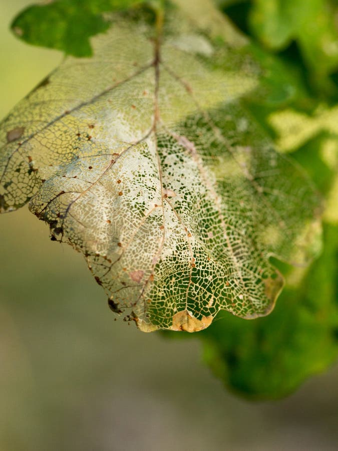 Oak Leaf in the Form of a Decorative Mesh after Being Damaged by ...