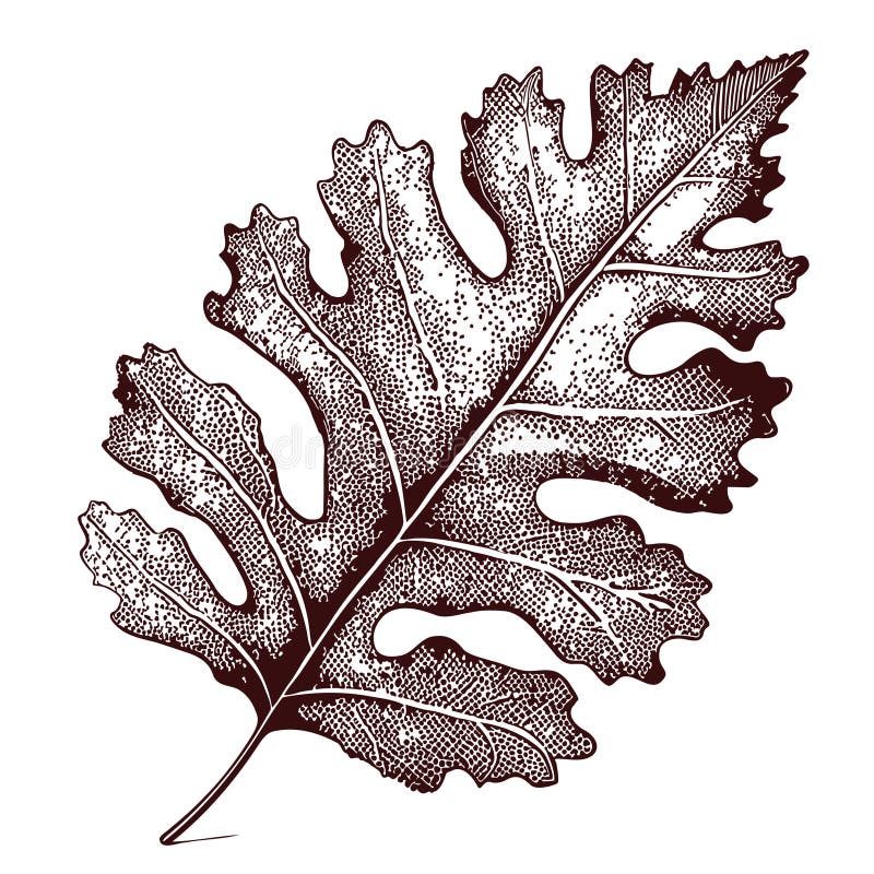 Oak Leaf Hand Drawn Sketch Trees and Plants Vector Illustration Stock ...