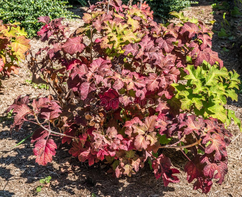 Oak leaf hydrangea in fall stock photo. Image of hydrangea - 257831630