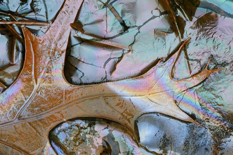 Oak Leaf and Plant Oils stock image. Image of rocks, autumn - 12428191