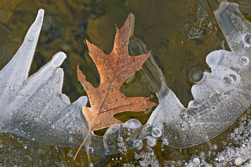 Oak Leaf Resting on Lake Ice Stock Image - Image of leaf, beauty: 208420839
