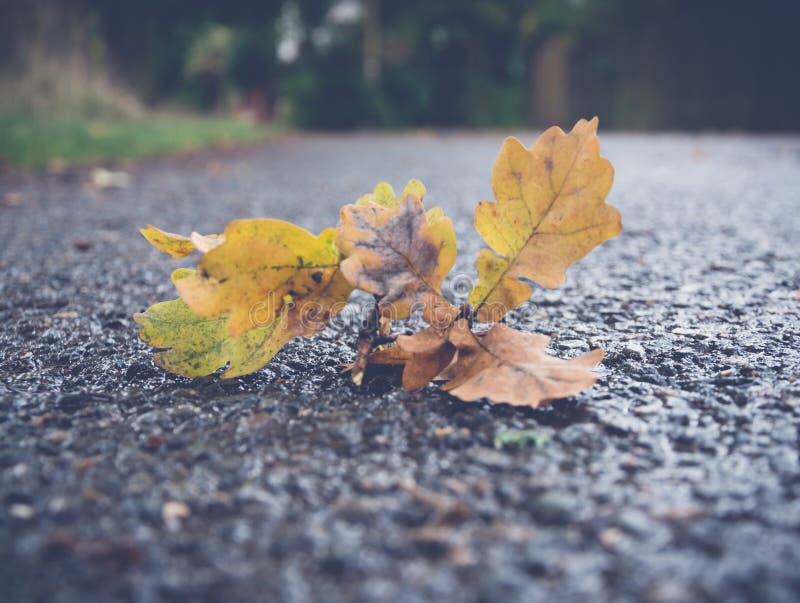 Oak leaf on a road stock image. Image of park, path, foliage - 79125343