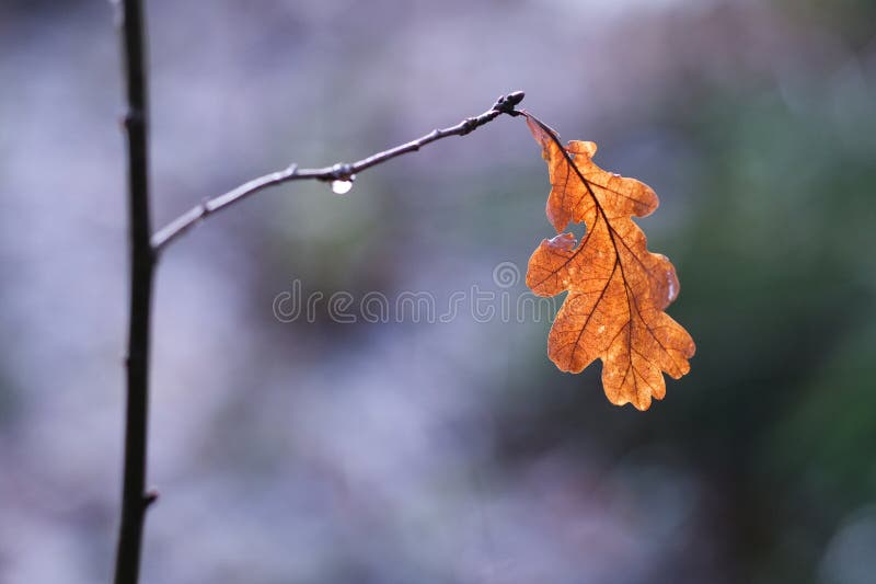 Oak Leaf stock photo. Image of twig, nature, woods, forest - 359730118