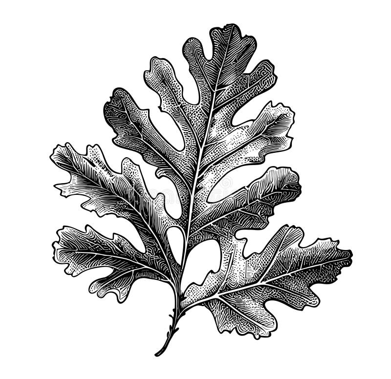 Oak Leaf Sketch Hand Drawn in Doodle Style Vector Illustration Stock ...