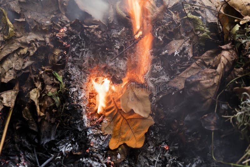 An Oak Leaf Slowling Burning in a Pile of Brown Leaves and Hot Ashes ...