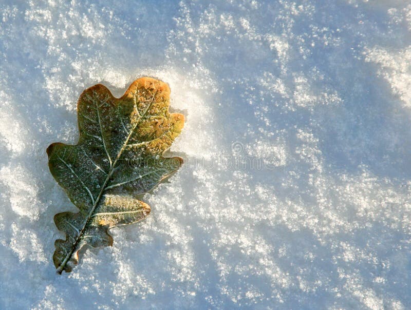 Oak leaf in snow stock photo. Image of texture, fallen - 14718926