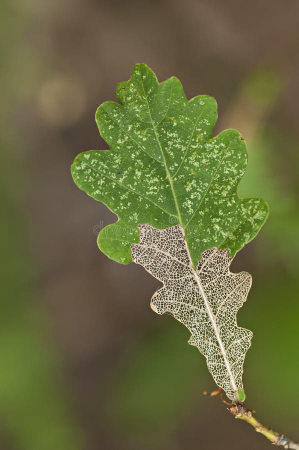 Oak Leaf with Some Dry Parts Stock Image - Image of healthy, ecology ...