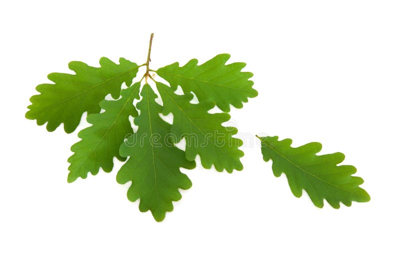 Oak Leaf Sprig stock image. Image of leaves, leaf, deciduous - 22224917