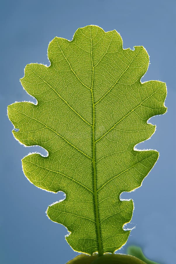Oak leaf structure stock image. Image of organic, vertical - 2551289