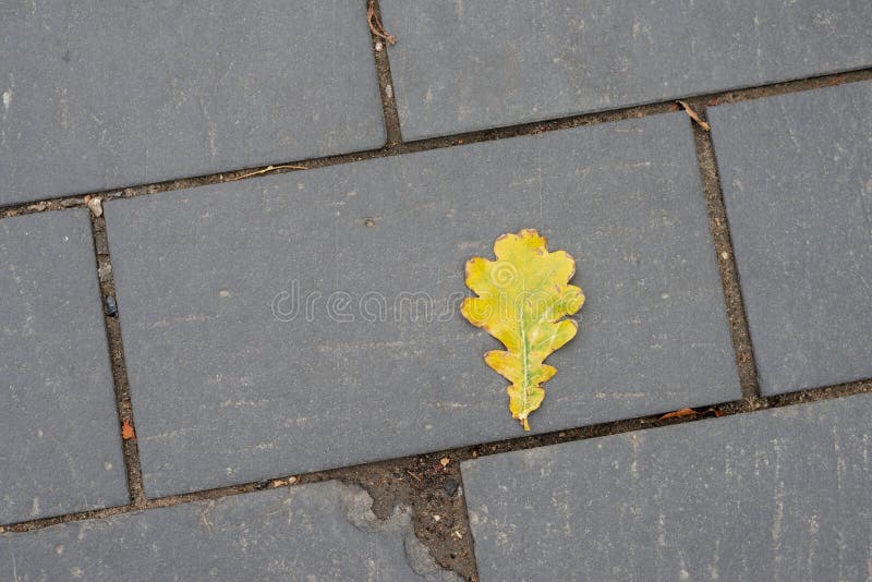 Leaf Tile Patterns stock photo. Image of pattern, nature - 27936296