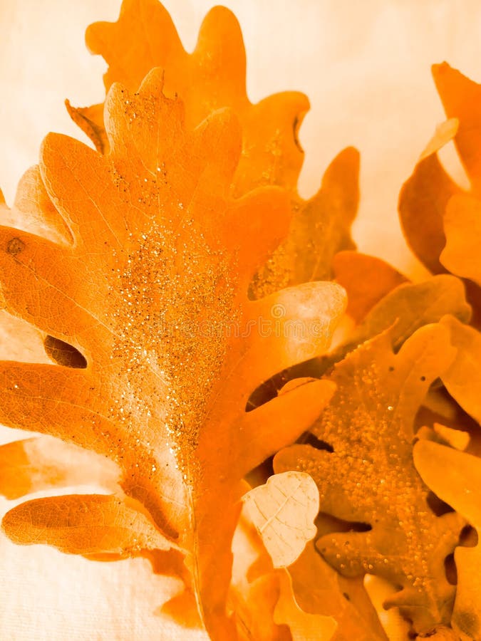 Oak leaf stock photo. Image of tree, orthodoxy, leaf - 296692068