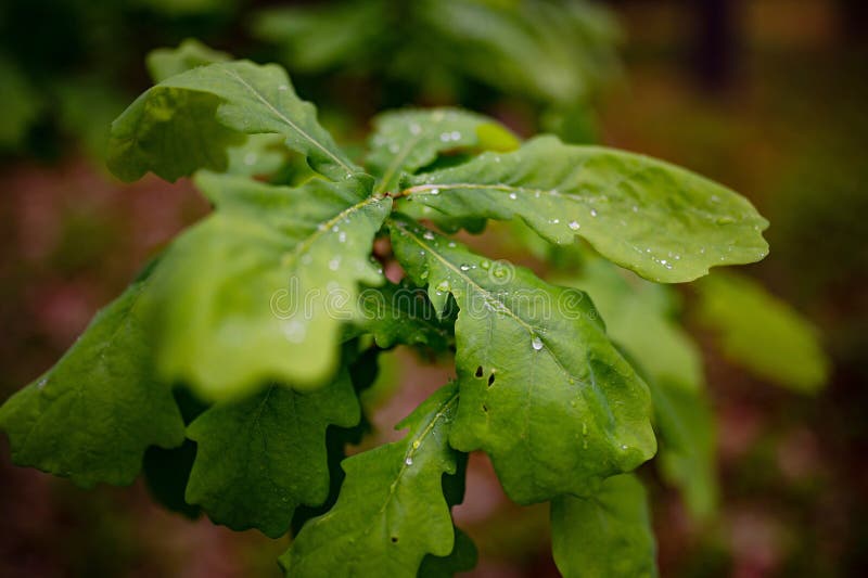 Oak Leaf on a Tree after Rain Stock Photo - Image of purity, leaf ...