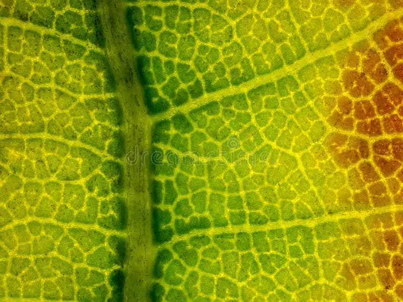 Oak Leaf Under the Microscope Showing Ribs and Veins - Fall Leaf Under ...