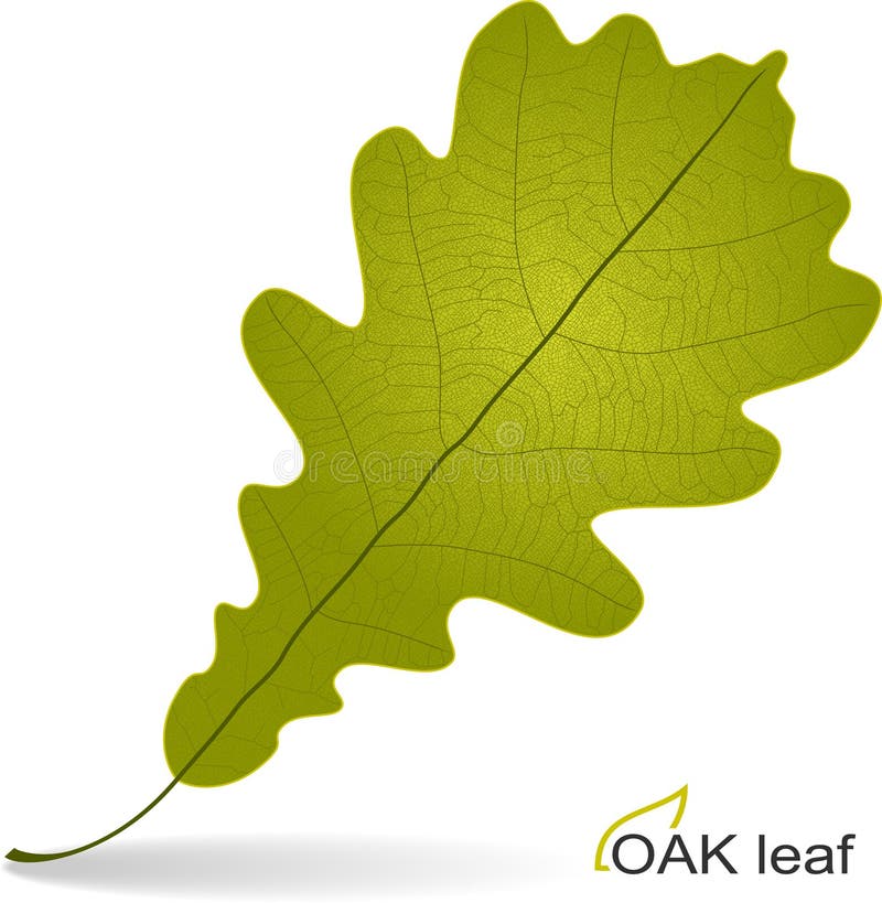 Oak leaf stock vector. Illustration of growth, ecology - 45268058