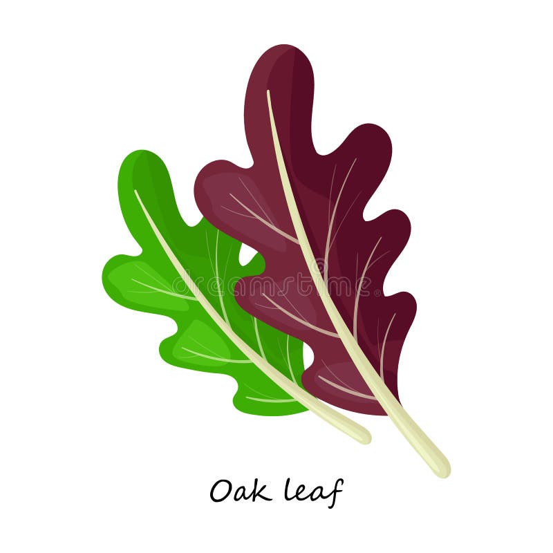 Oak Leaf Vector Icon.Cartoon Vector Icon Isolated on White Background ...