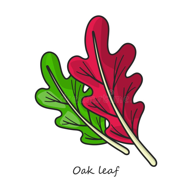 Oak Leaf Vector Icon. Color Vector Icon Isolated on White Background ...