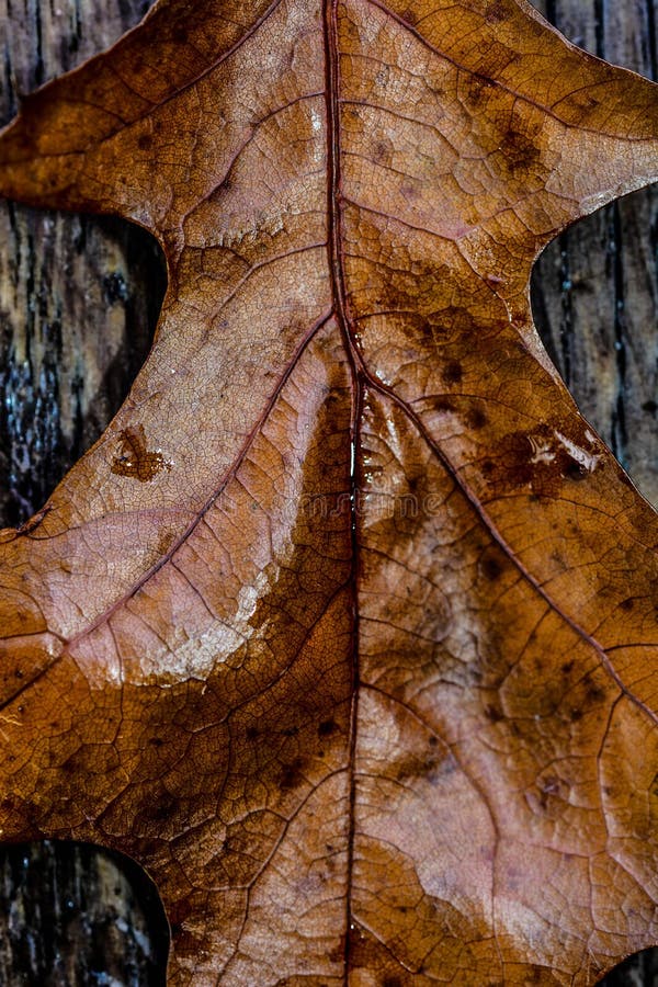 Oak leave stock image. Image of autumn, colorful, autumnal - 46922917