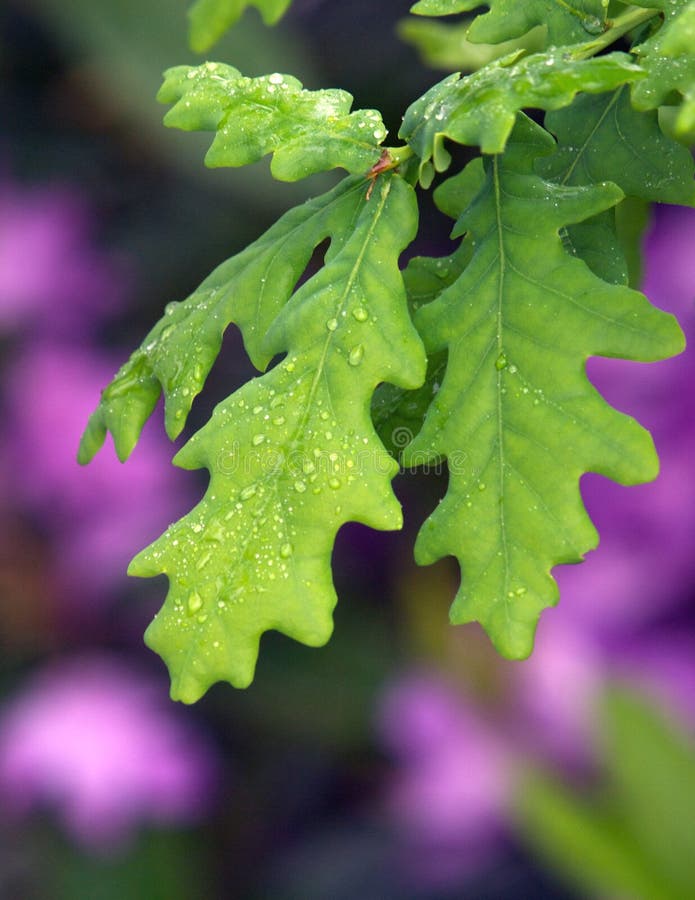 Oak Leaves stock photo. Image of royalty, branch, drops - 25247632