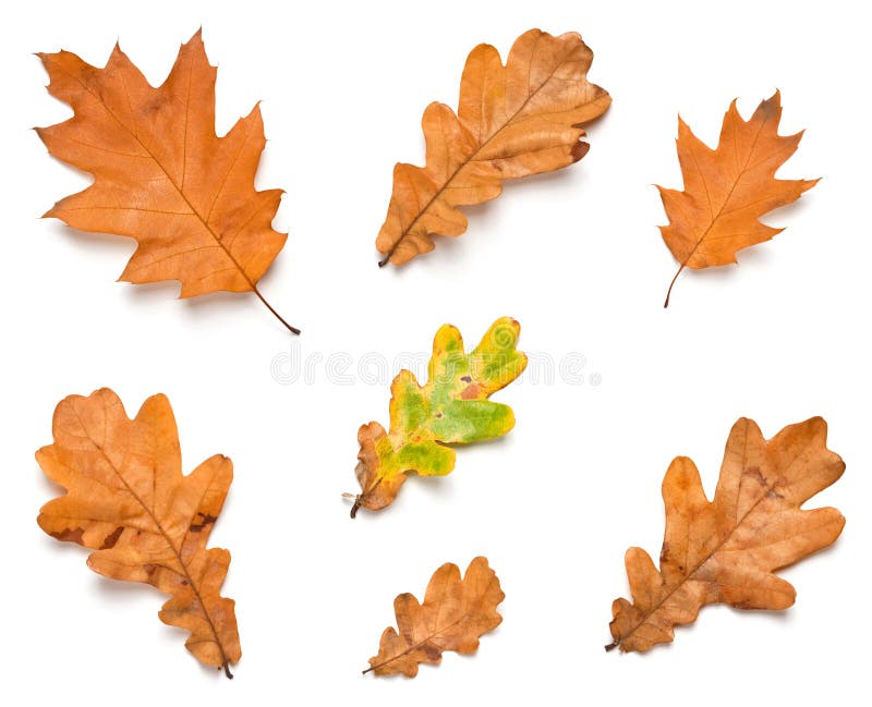 Oak leaves stock image. Image of foliage, fall, natural - 25746721