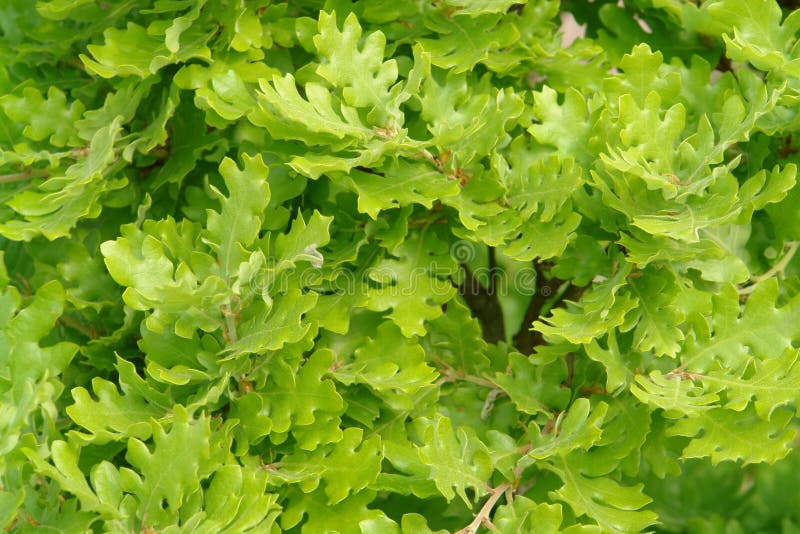 Oak foliage stock image. Image of texture, green, robur - 7962403