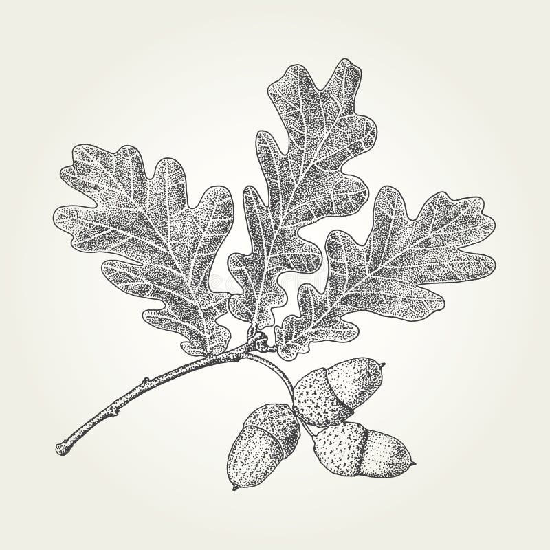 Oak Leaves and Acorns Drawing Stock Vector - Illustration of etch ...