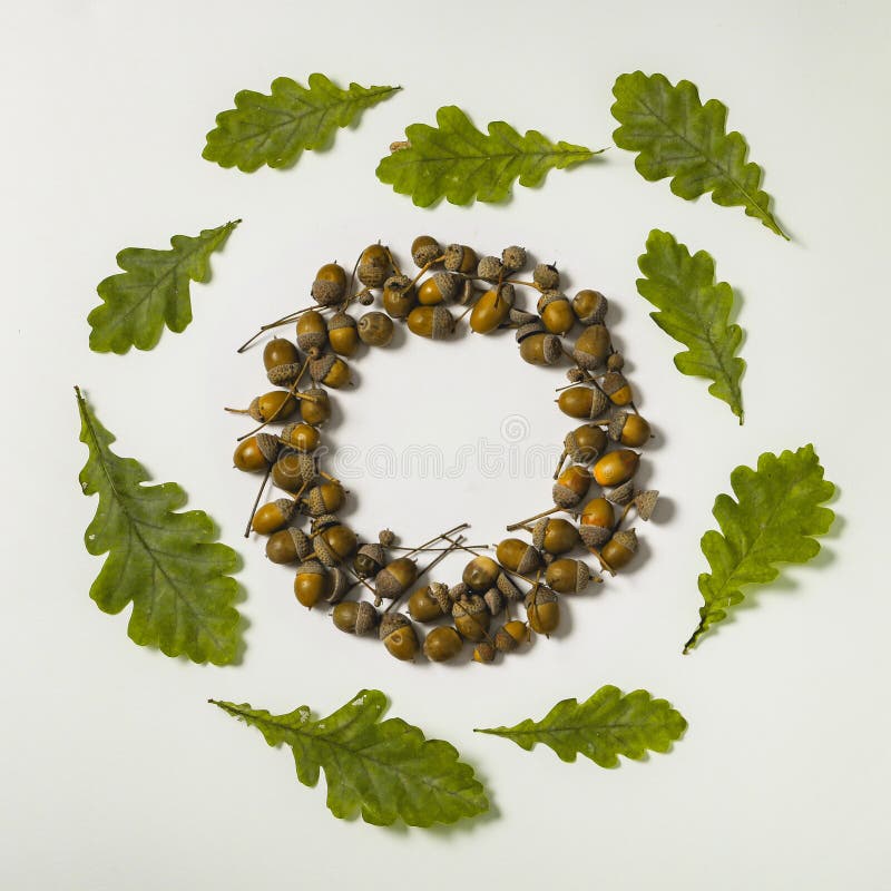 Acorns Form Circle Creative Shape Stock Photo - Image of minimal ...