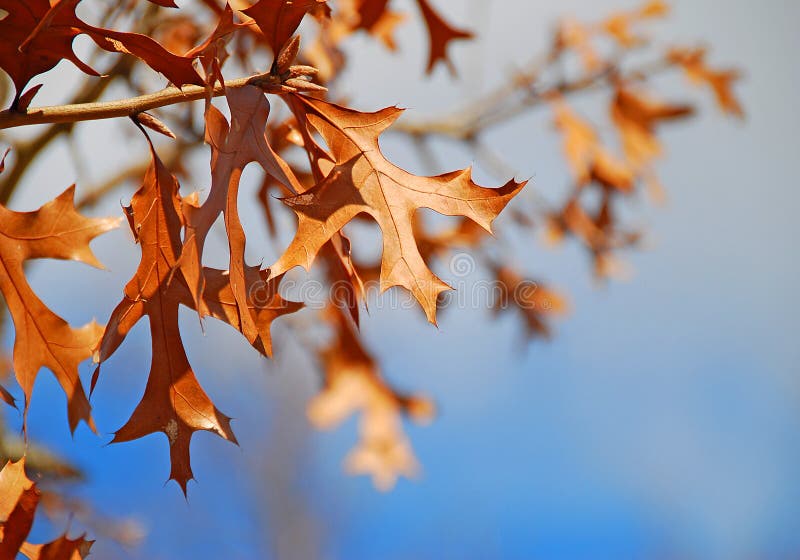 Oak Leaves in Autumn stock photo. Image of leave, brown - 3441876