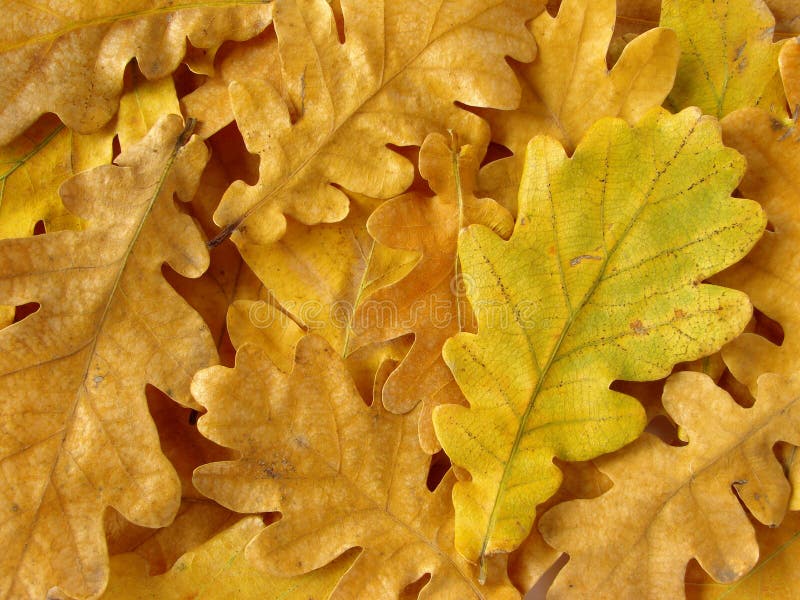 Oak leaves background stock photo. Image of life, autumn - 11406446