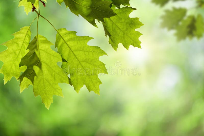 Spring Oak Leaves on Branch Against Green Forest Canopy Stock Image ...