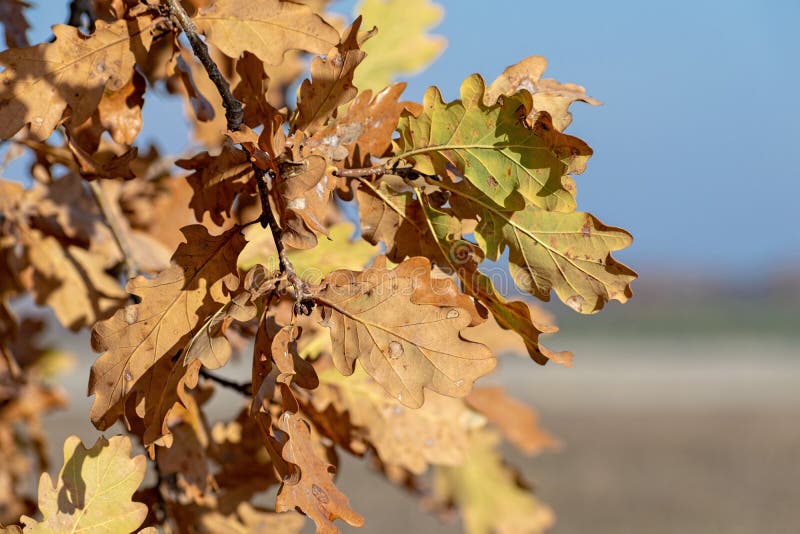 Oak leaves on the branch stock photo. Image of environment - 131301170