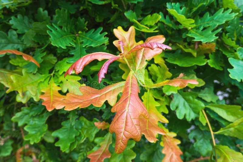 Oak leaves branch stock image. Image of beautiful, tree - 150155923