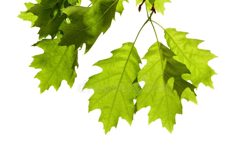 Spring Oak Leaves on Branch Against Green Forest Canopy Stock Image ...