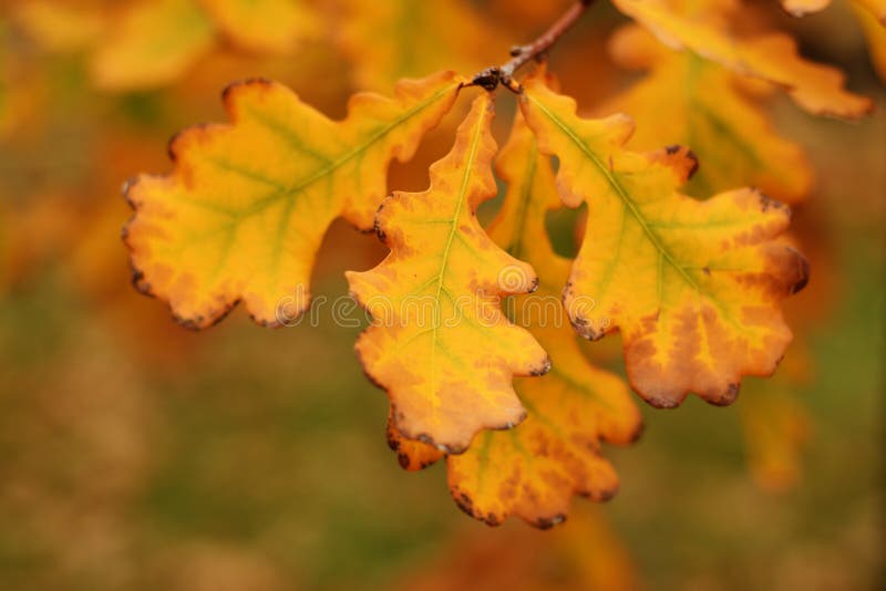Oak leaves in fall stock image. Image of season, outdoors - 163471303