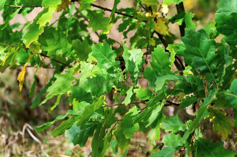 Oak leaves, close up stock image. Image of leaf, horizontal - 73449249